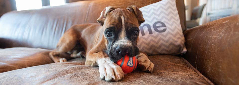 Sleepover Evaluation Dog | Best Friends Animal Society